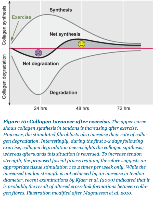 6 Fascial Fitness Training Principles - FASCIA TRAINING ACADEMY