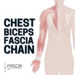 The 7 Most Important Fascia Chains - FASCIA TRAINING ACADEMY