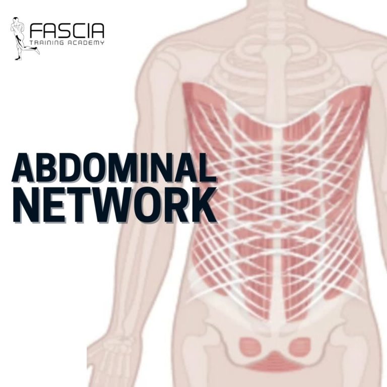 The 7 Most Important Fascia Chains - FASCIA TRAINING ACADEMY