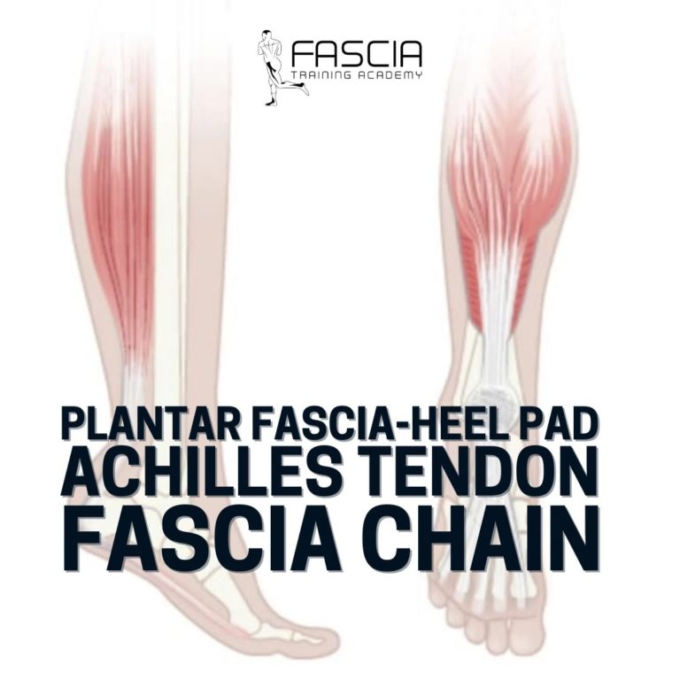 The 7 Most Important Fascia Chains - FASCIA TRAINING ACADEMY