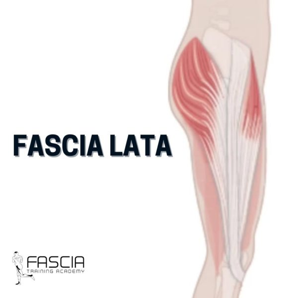 The 7 Most Important Fascia Chains - FASCIA TRAINING ACADEMY