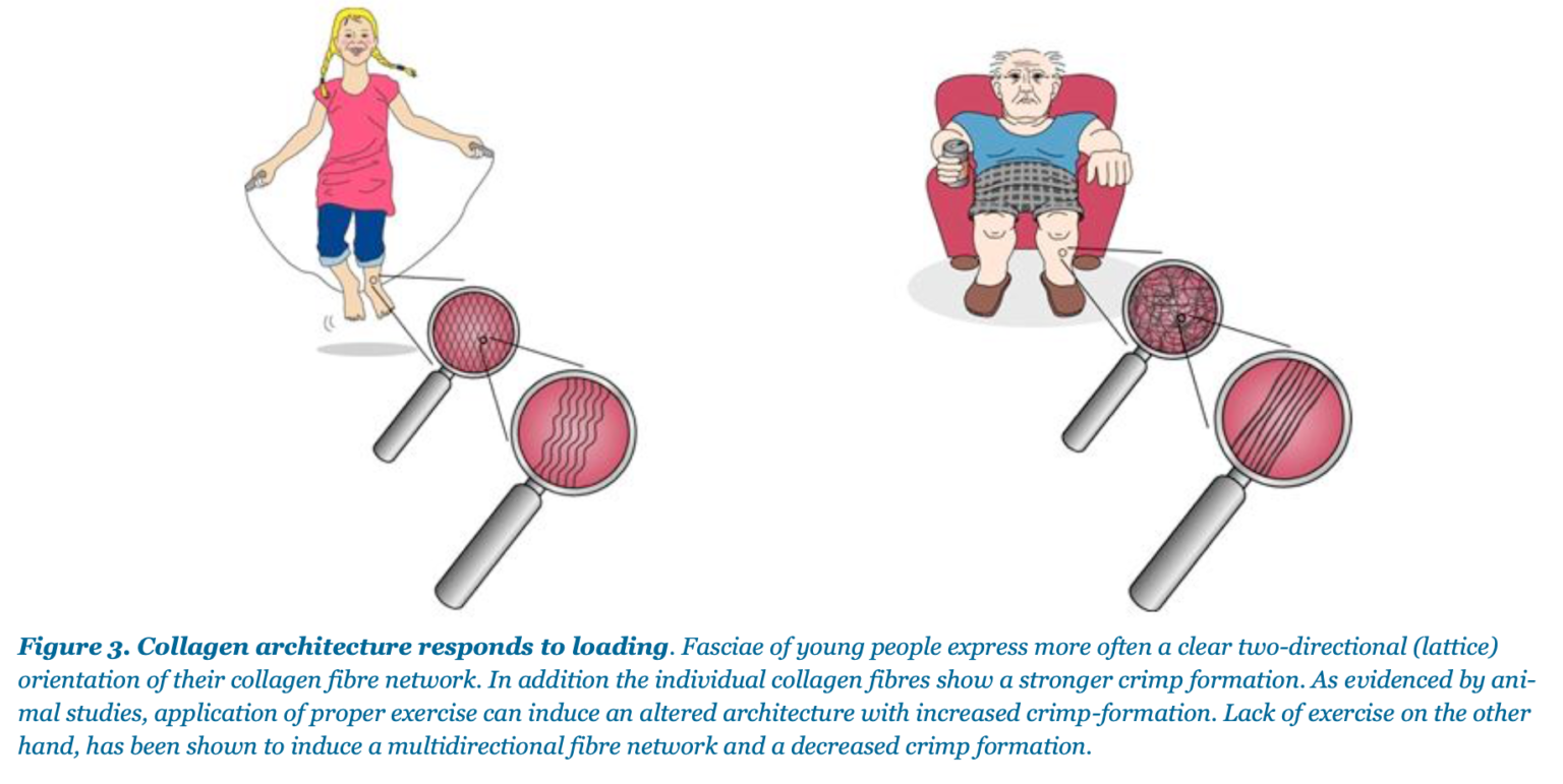 The Catapult Mechanism: Elastic Recoil of Fascial Tissues - FASCIA ...