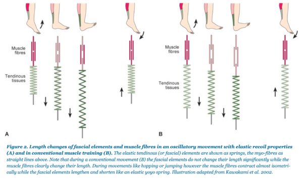 The Catapult Mechanism: Elastic Recoil of Fascial Tissues - FASCIA ...